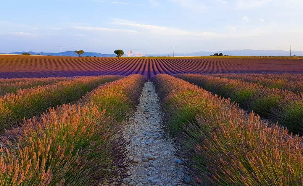 Lavanda in Provenza: itinerario di 3 giorni per la fioritura ...